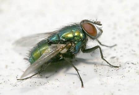 Le Mosche: riproduzione, ciclo vitale e alimentazione