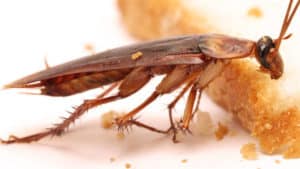 Le Blatte: insetti sorprendenti - caratteristiche e trappole