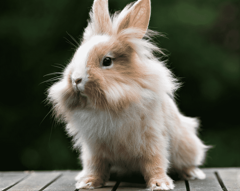 Come allontanare i conigli? Metti al sicuro orto e giardino