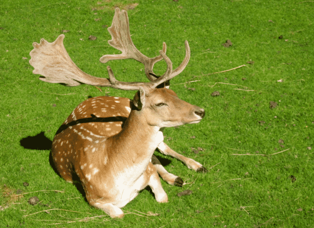 Il Daino - come allontanarlo?