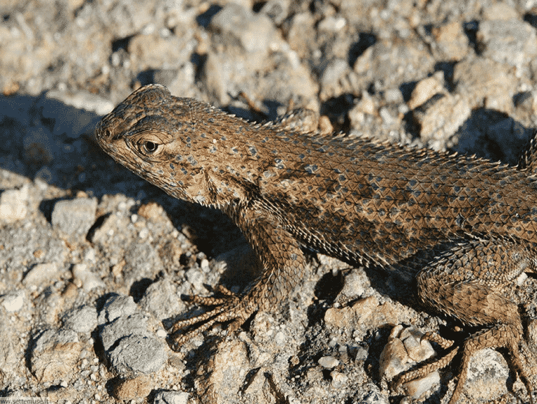 Le Lucertole | come apprezzarle e saperle distinguere