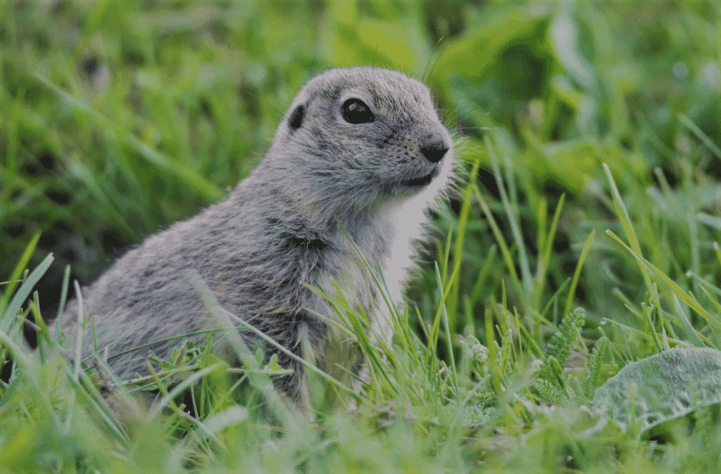 I Citelli (Spermophilus citellus) soluzioni per allontanarli