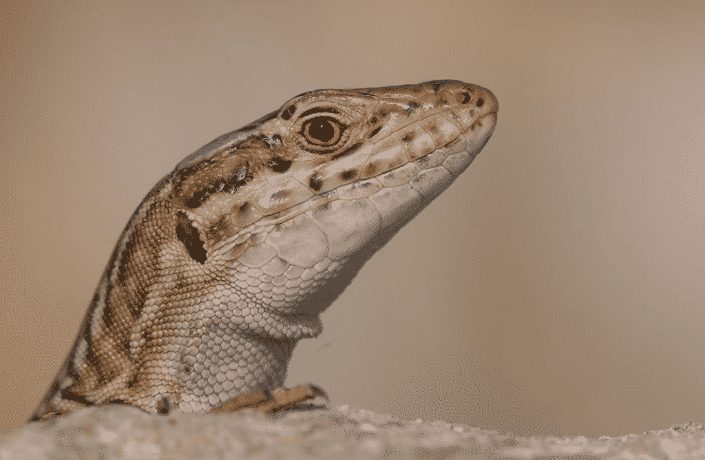 Le Lucertole | come apprezzarle e saperle distinguere