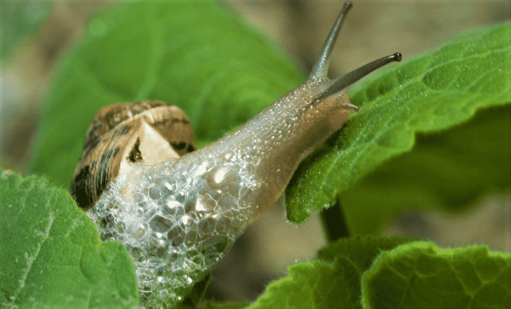 Molluschi - caratteristiche e curiosità