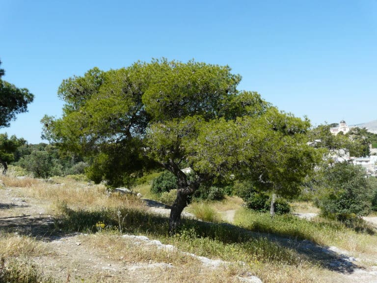 Pino - Le Varietà di Pini in Italia