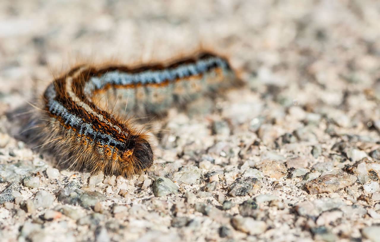 Disinfestazione processionarie | caratteristiche e rimedi