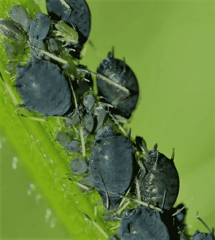 Afidi - Cosa Sono e Come Tenerli Lontani