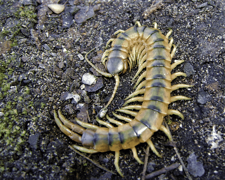 Miriapodi | caratteristiche e curiosità