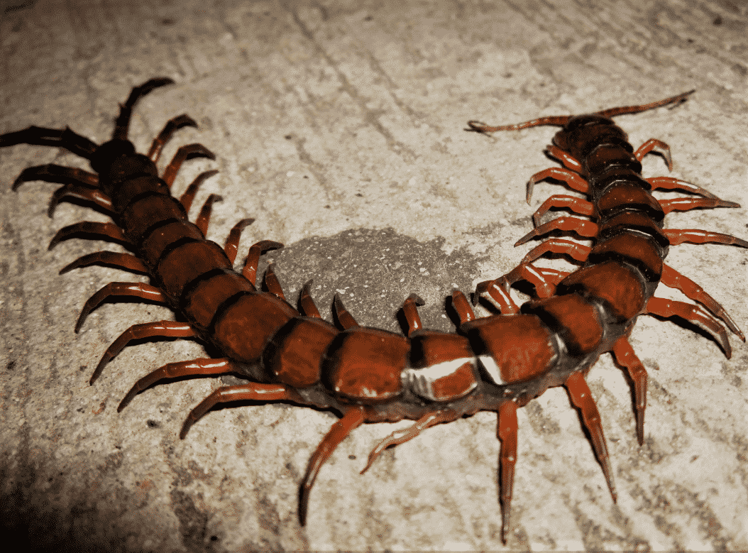 Miriapodi | caratteristiche e curiosità