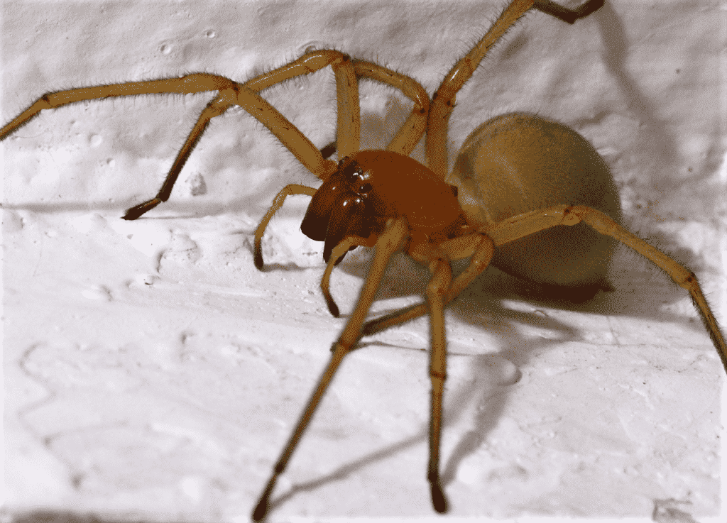 Disinfestazione ragni e deragnatura professionale