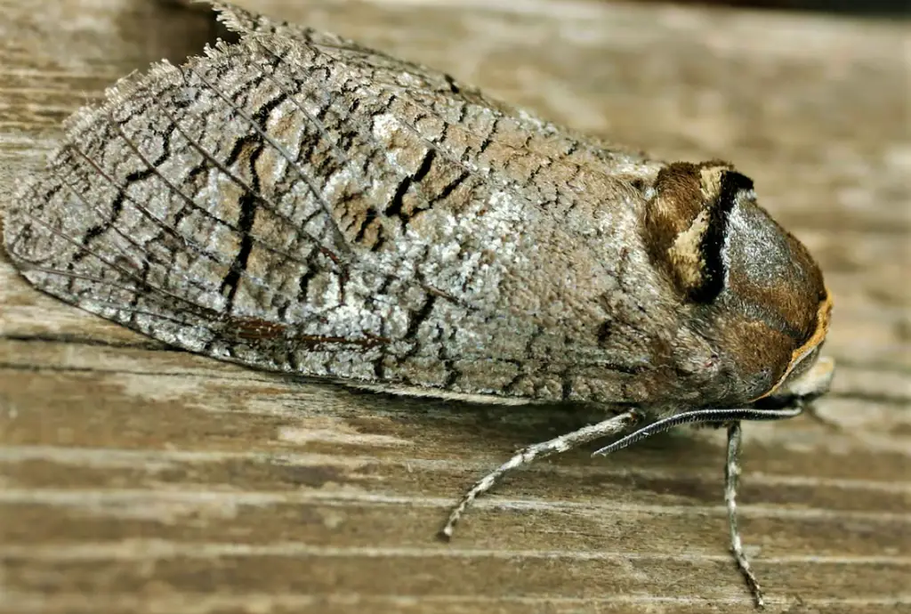 Cossus cossus - che cos'è e come eliminarlo