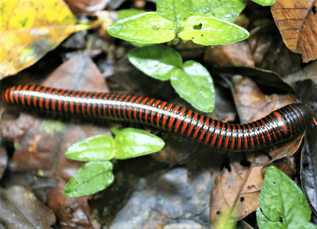 Miriapodi | caratteristiche e curiosità