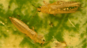 Tripidi - caratteristiche