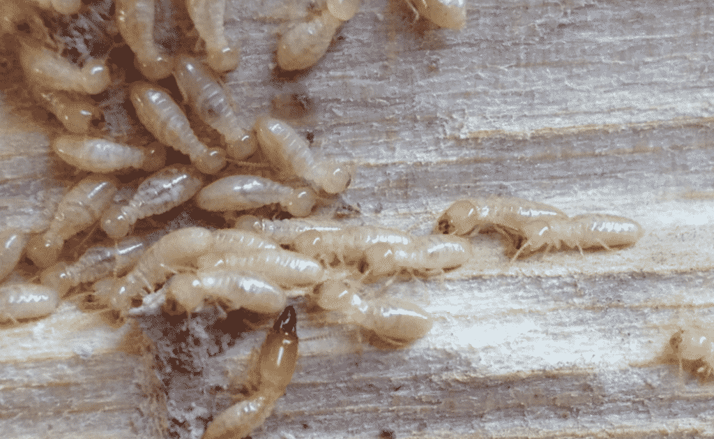 Termiti | come eliminarle