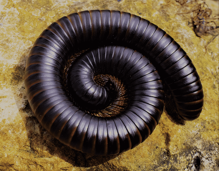 Miriapodi | caratteristiche e curiosità