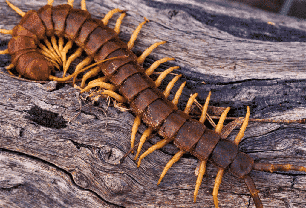 Miriapodi | caratteristiche e curiosità