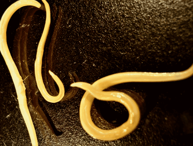 Nematodi benefici e fitoparassiti: differenze, uso in agricoltura