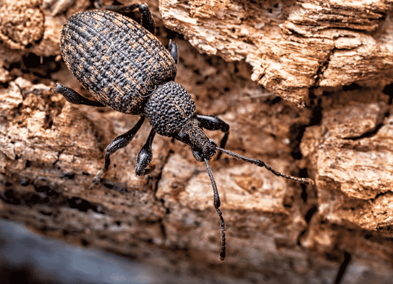 Oziorrinco - Caratteristiche e Trattamento Oziorrinco