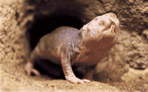 Talpe - caratteristiche e curiosità