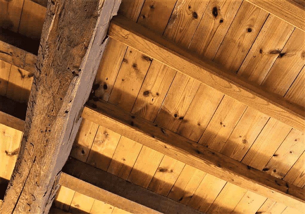 I Tarli Nemici Del Legno | Come Distinguerli ed Eliminarli