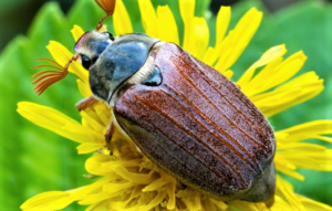 Maggiolino insetto e larva - cos'è e come eliminarlo