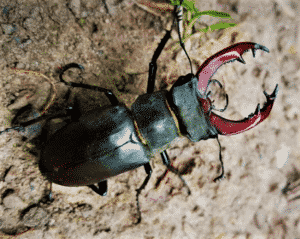 Cervo volante (Lucanus cervus) - caratteristiche e curiosità