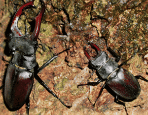 Cervo volante (Lucanus cervus) - caratteristiche e curiosità