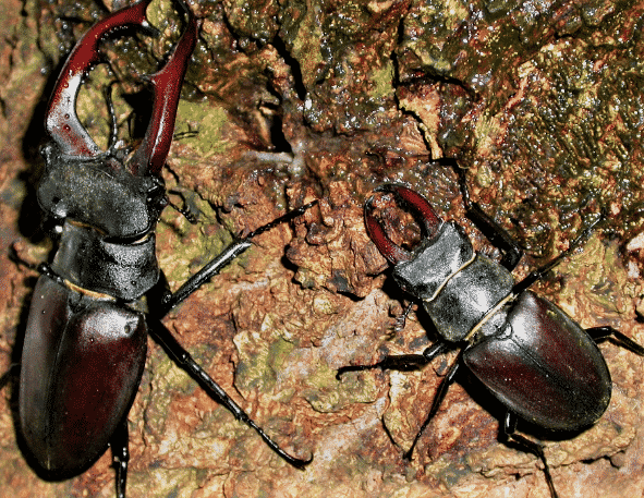 Cervo volante (Lucanus cervus) - caratteristiche e curiosità