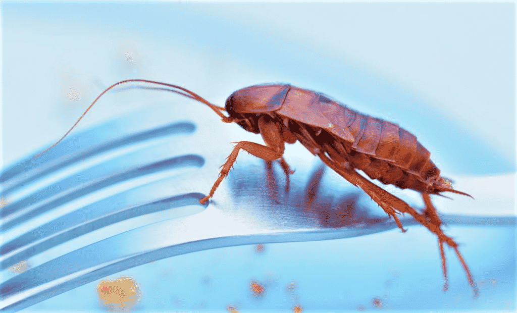 Scarafaggio Rosso: Abitudini e Caratteristiche