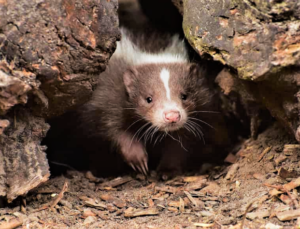 Moffette - caratteristiche e come allontanarle