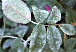 Mal bianco delle Rose: come prevenirlo e curarlo