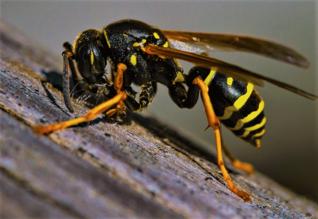 Il Mondo delle Vespe - Curiosità sulle Specie