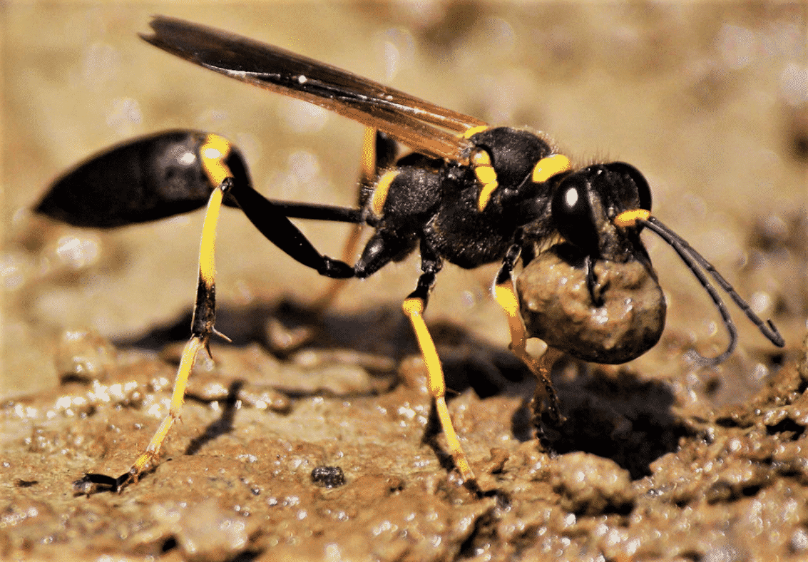 Il Mondo delle Vespe - Curiosità sulle Specie