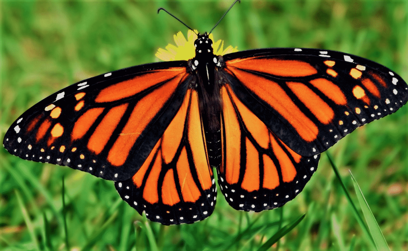 La falena vagabonda - caratteristiche e come eliminarla