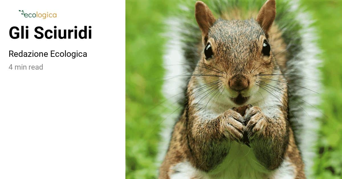 Gli Sciuridi | cosa sono e come allontanarli