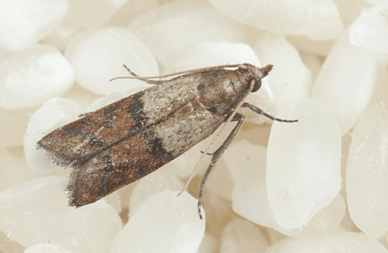 Tarme del cibo e dei tessuti: principali differenze