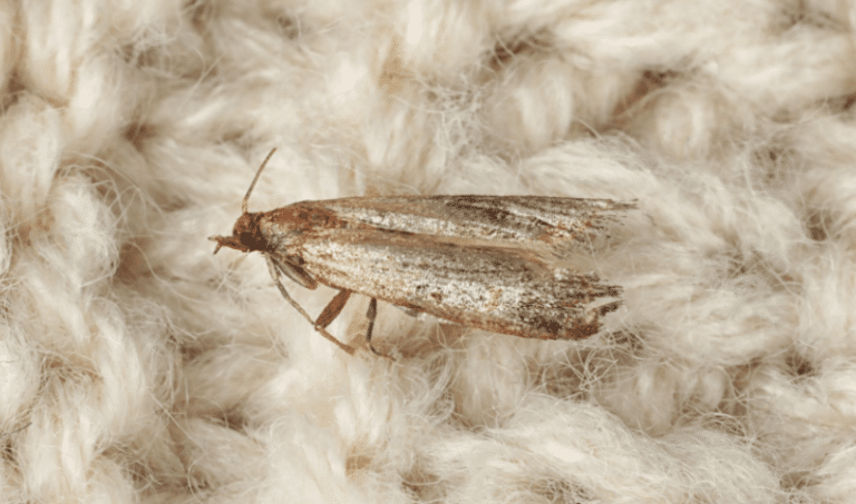 Tarme del cibo e dei tessuti: principali differenze