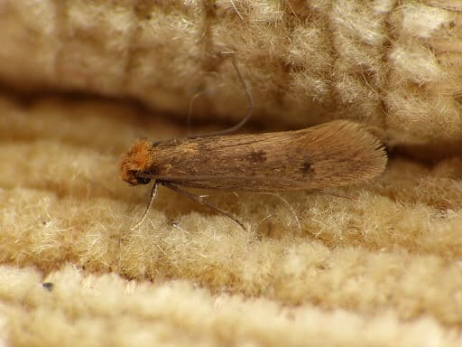 Tarme del cibo e dei tessuti: principali differenze