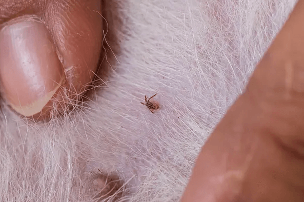 Morsi e Punture di Pulci: Riconoscerle, Curarle e Eliminarle