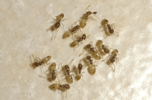 Pino - Le Varietà di Pini in Italia