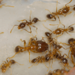 Curiosità e Caratteristiche della Formiche