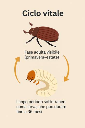 Maggiolino insetto e larva - cos'è e come eliminarlo